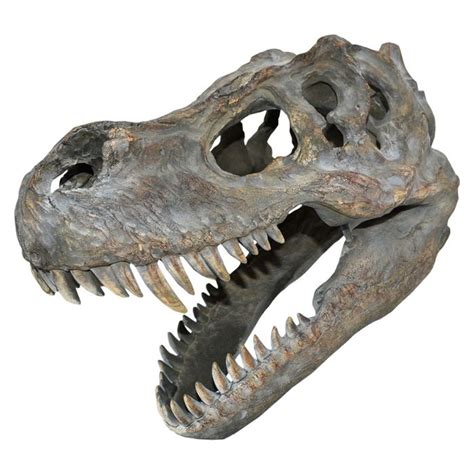 T Rex Large Replica Skull Natural History Museum Online Shop