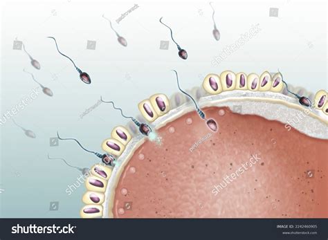 Infographic Fecundation Process Stock Illustration 2242460905