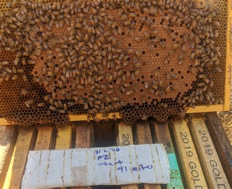 Mite Control While Honey Is On The Hive Part 3 Scientific Beekeeping