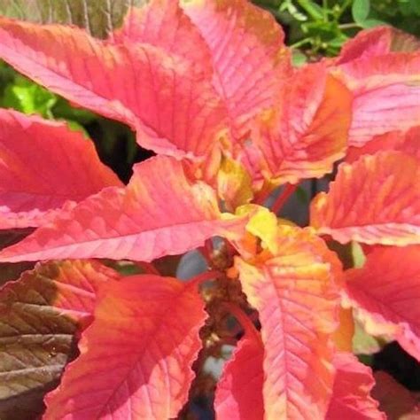 Red Spinach Amaranth Seeds Amaranthus Dubius Dsy