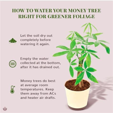 How To Water Money Tree Plants In 2023 Money Tree Plant 46 Off