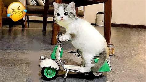 Funny Cat Video Compilation😂worlds Funniest Cat Videos😂funny Cat