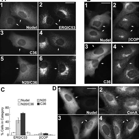 Distributions Of The Ergic Copi Coated Compartments And Er Cv1 Cells Download Scientific