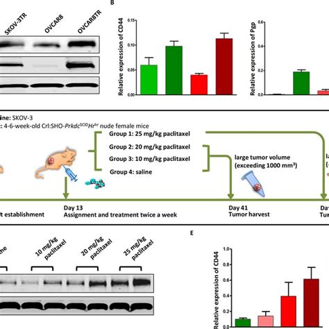 Inhibition Of Cd44 Expression By Transfection Of Cd44 Esirna In Ovarian Download Scientific