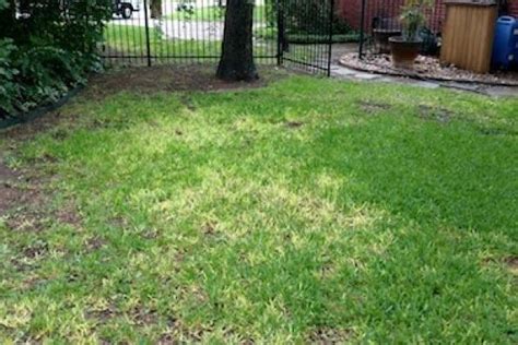 What Is Take All Root Rot Aggieland Green