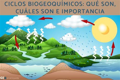 Etapas Del Ciclo Del Carbono