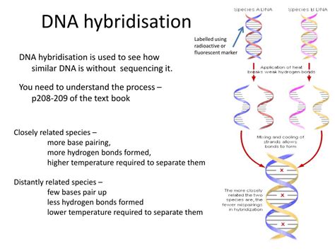 Ppt 151 Genetic Comparisons Using Dna Powerpoint Presentation