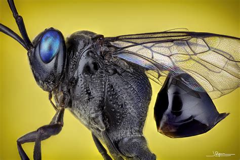 Avispa Evania Appendigaster El Azote De Las Cucarachas