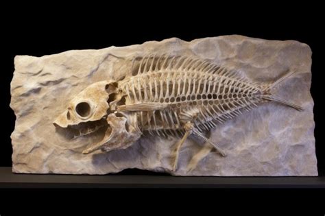 Premium Ai Image Fossilized Fish Skeleton In A Limestone Slab Created
