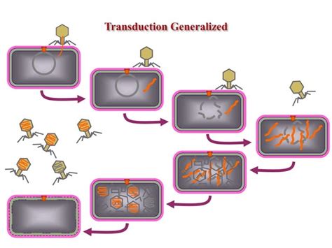 Reproduction In Bacteria Ppt