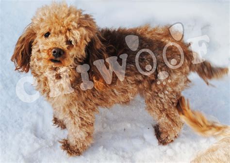 Éleveur Cockapoo à Vendre Shih Poo à Vendre Shih Tzu à Vendre