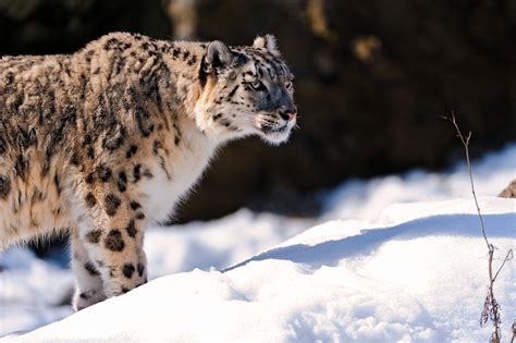 🔥 Free Download Animals Snow Wallpaper By Melindav17 Wallpapersafari