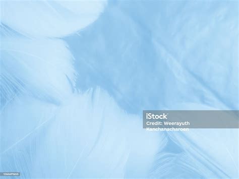 흰색 배경에 아름다운 추상적 인 흰색과 파란색 깃털과 파란색 패턴과 파란색 배경 깃털 배경 파란색 배너에 부드러운 흰색 깃털