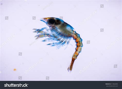 526 En La Categoría Crustacean Larvae De Fotos E Imágenes De Stock
