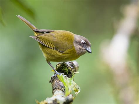 Common Chlorospingus Chlorospingus Flavopectus Birds Of The World