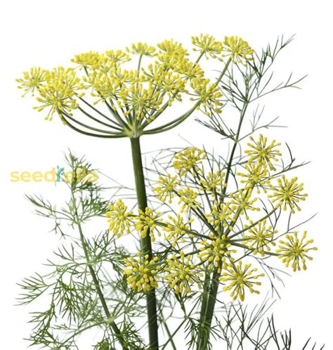Dill Mammoth Seeds Yellow Dill Seeds For Planting And Gardening