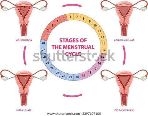 Stages Menstrual Cycle Illustration Stock Vector Royalty Free 2297107105 Shutterstock
