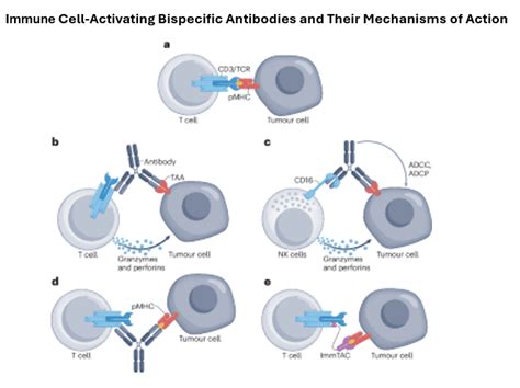 Optimizing Ligand Binding Assays For Multi Analyte Detection Focusing On Bispecific Antibodies
