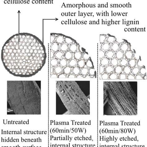 Surface Lignin Removal On Coir Fibers By Plasma Treatment For Improved Adhesion In Thermoplastic