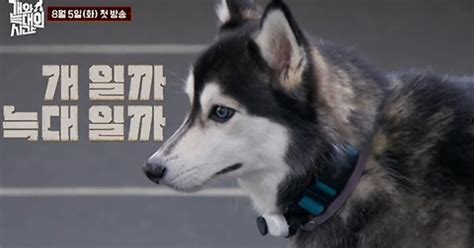 갑질 무혐의 강형욱 방송 복귀…개와 늑대의 시간 내달 5일 첫 방송