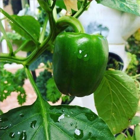 3d Printable Modular Hydroponic System By Alex Rodriguez 3d Printable Modular Hydroponic System By Alex Rodriguez