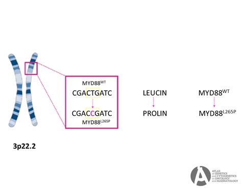 Myd88 Innate Immune Signal Transduction Adaptor