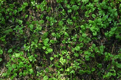 I Texture Foliage Free Photo On Pixabay Pixabay