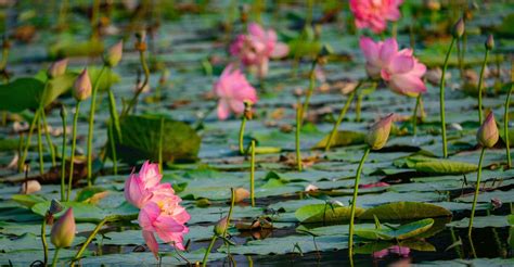 Emerging Spots Pullu In Thrissur Home Of Breathtaking Green Fields Lotus Field Pullu Pullu