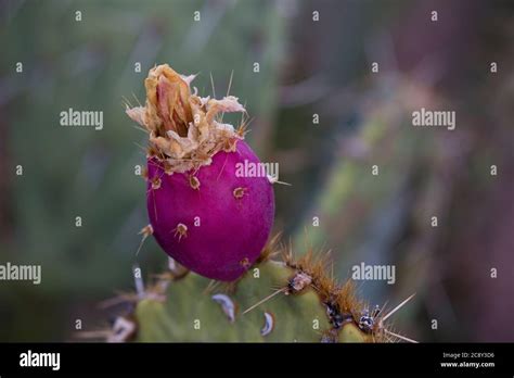 Edible Cactus Fruit Of Prickly Pear In Saguaro National Park In The