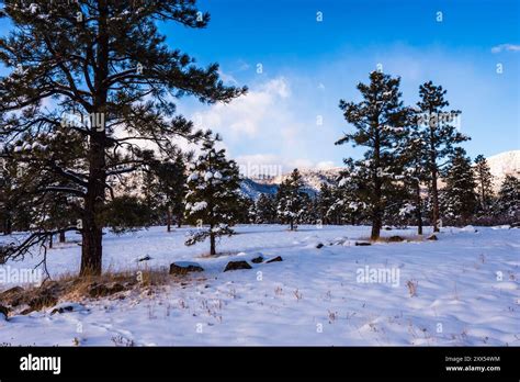 Winter Landscape With Snow And Pine Trees At Buffalo Park In Flagstaff