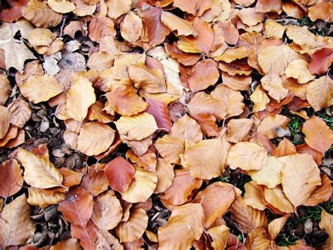 Things To Do In The Fall Girly Juice