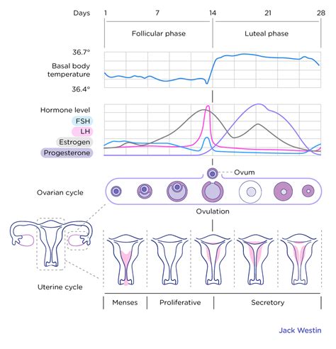 Ovum And Sperm Reproductive System Mcat Content