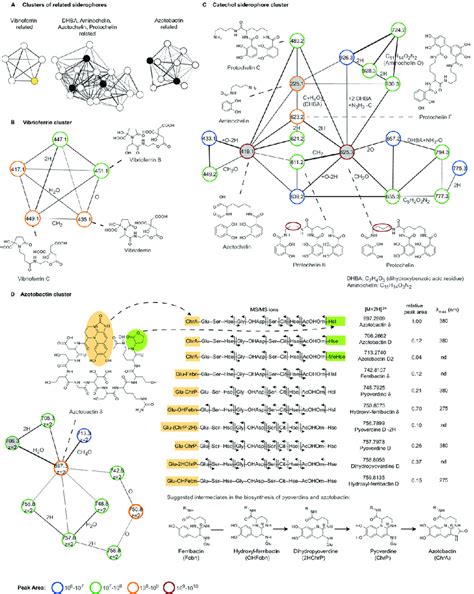 a ms ms molecular network of siderophores produced by a vinelandii