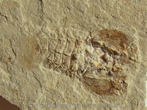 Palibacus Praecursor