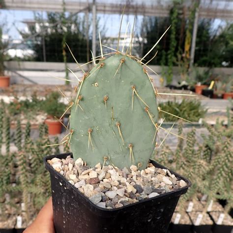 Opuntia Chisoensis Dw Uhlig Kakteen More Than 5000 Different Species