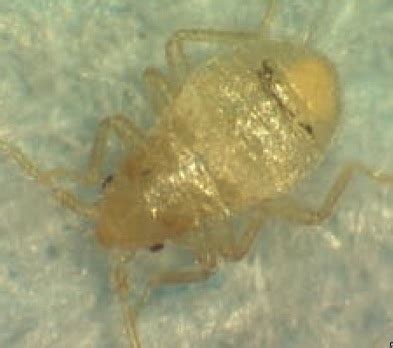 Bed Bugs Pictures Actual Size Stages And Skin Bites