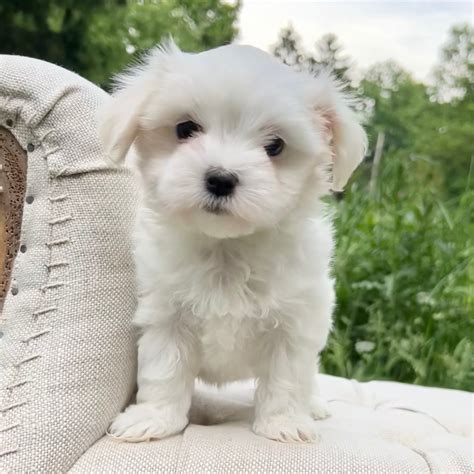 Mini Maltese
