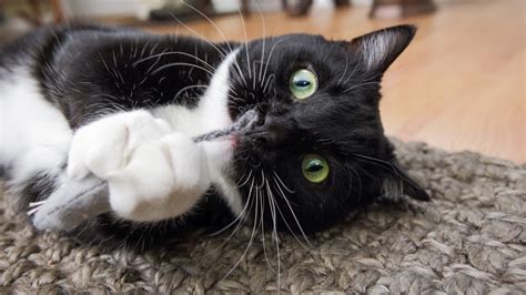 Why Do Cats Like Catnip So Much An Investigation — Best Life