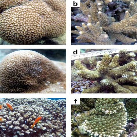 Possible New Species Of Scleractinian Coral From Pulau Weh A Download Scientific Diagram