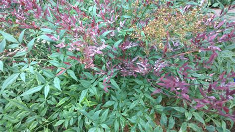 Vem Flowering Robust Shrubs Tolerancelifeform Flashcards Quizlet