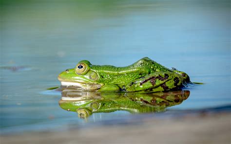 Zaba 008 Frog Tapety Na Pulpit