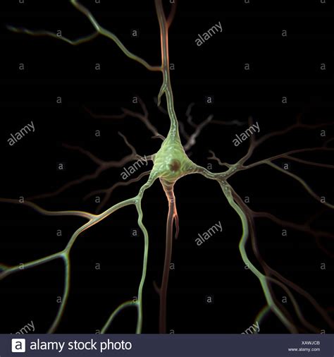 Pyramidal Neurons Cerebral Cortex