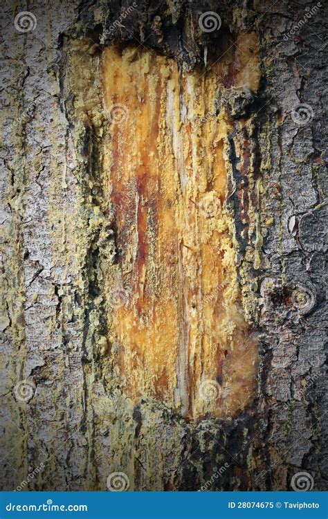 Scar On A Tree Trunk Stock Image Image Of Scar Natural 28074675