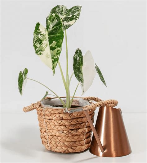 Variegated Alocasia Alocasia Macrorrhiza Variegata Complete Care Guide Houseplants Nook