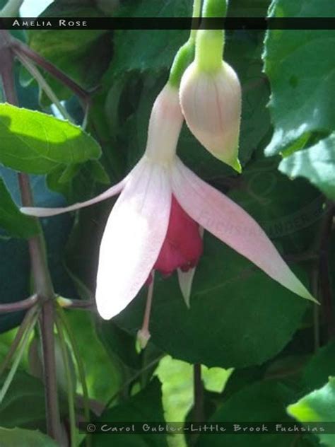 Amelia Rose Fuchsiafinder