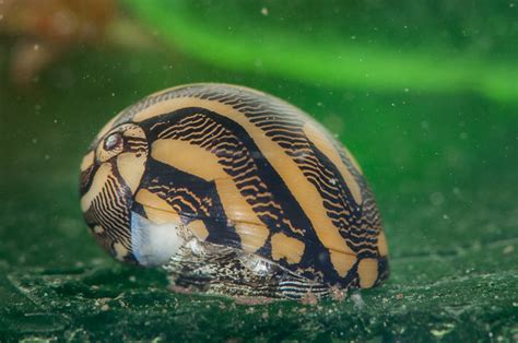 Nerite Snails Care: Aquarist's Guide on Tank Set up, Diet, Breeding