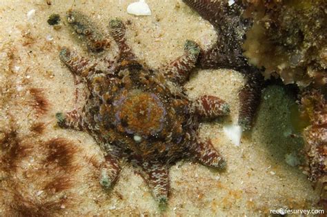 Meridiastra Calcar Eight Armed Seastar Reef Life Survey