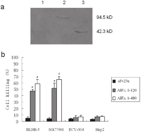 Selective Cytotoxicity Of Immuno Aif Gene Modified Jurkat Cells To