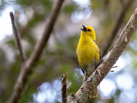 Yellowhead Bird Facts Mohoua Ochrocephala Birdfact