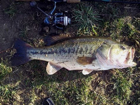 Giant Largemouth Bass